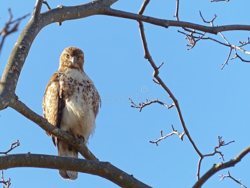 Red-Tailed Hawk in a Tree Looking into the Camera Stock Image - Image ...
