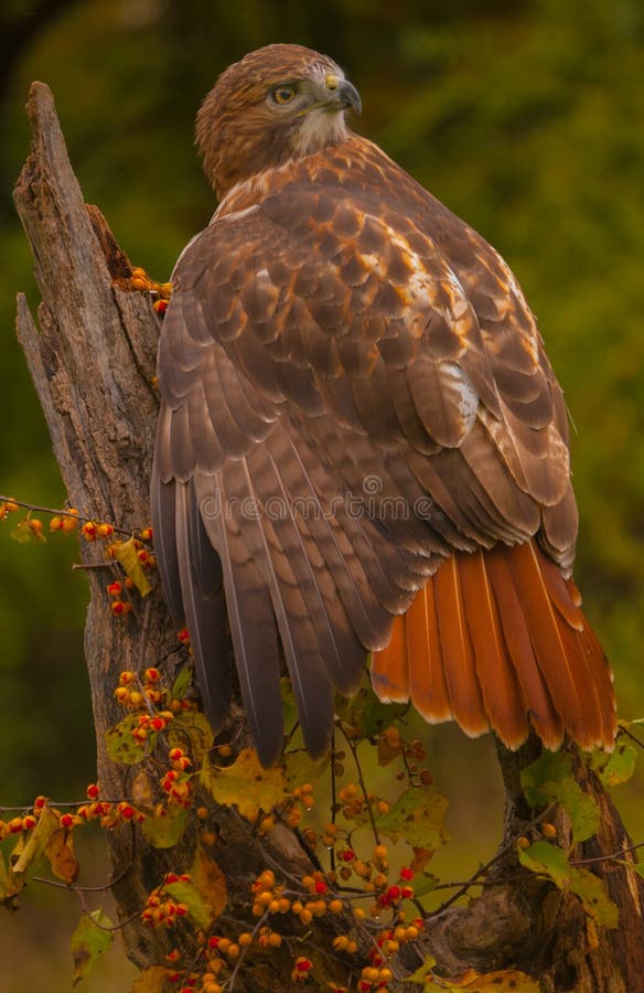 A Red Tailed Hawk Sitting on a Branch. Stock Photo - Image of hawk ...