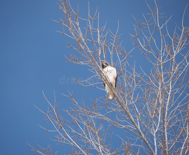 Red-tailed Hawk in a Tree stock photo. Image of spring - 71536946