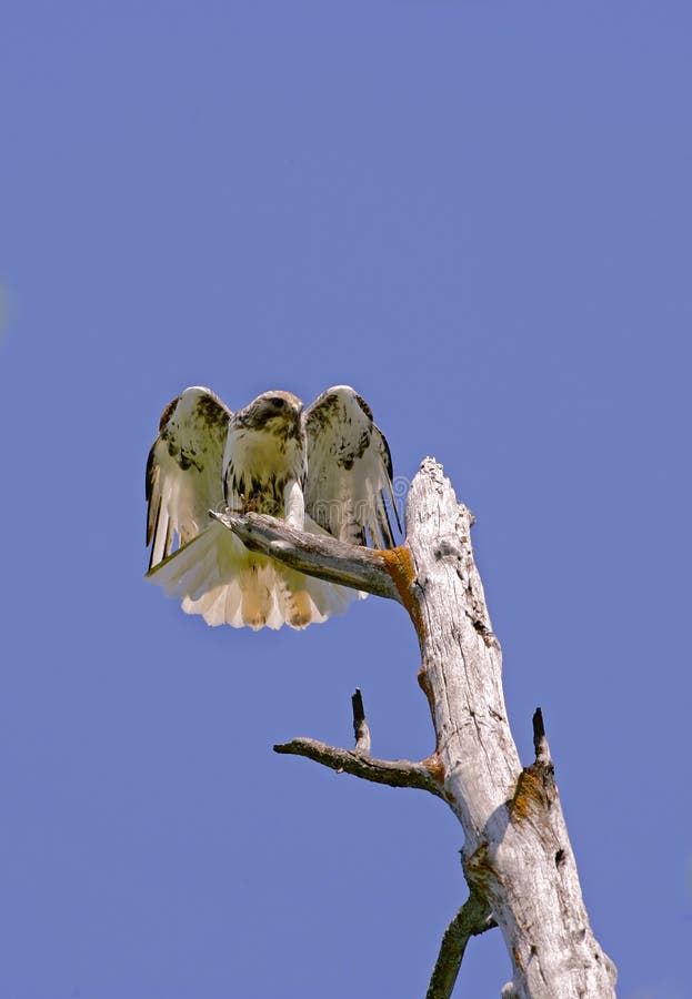 Red-tailed Hawk in Tree Top Stock Image - Image of hawk, wildlife: 70047279