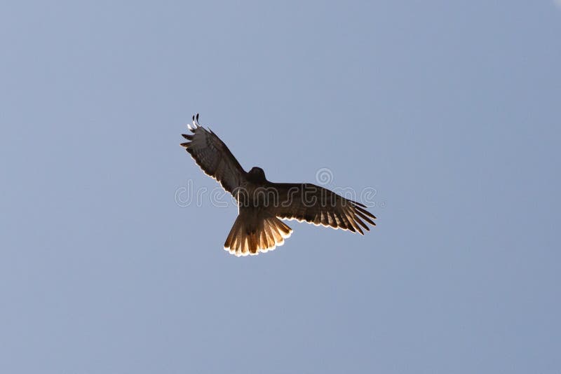 Red Tailed Hawk Turning in the Sky Stock Photo - Image of watching ...