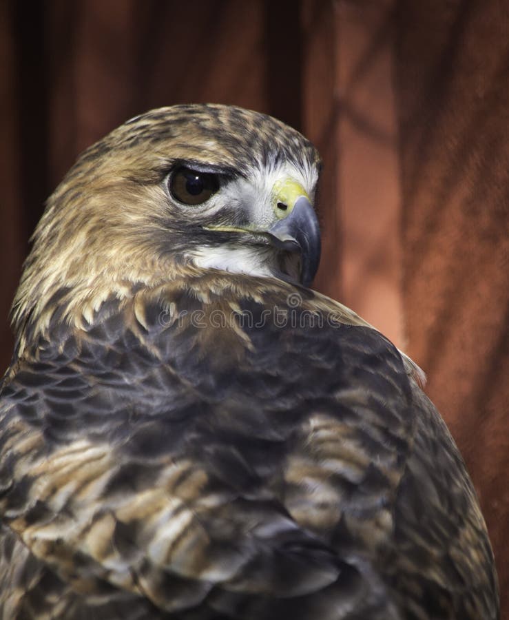 Red-Tailed Hawk stock photo. Image of vision, stare, black - 39540642