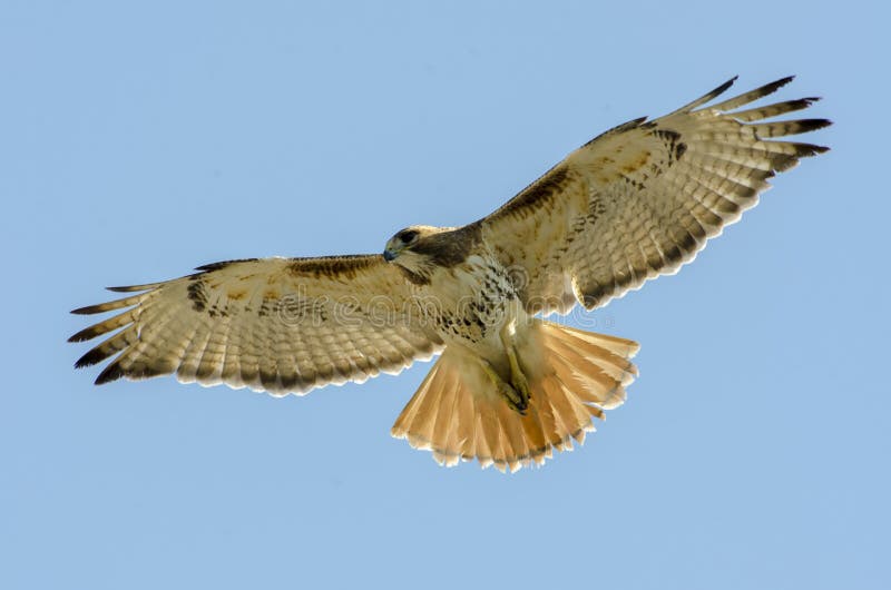 Red Tailed Hawk Wide Open Wings Stock Photo - Image: 40373190