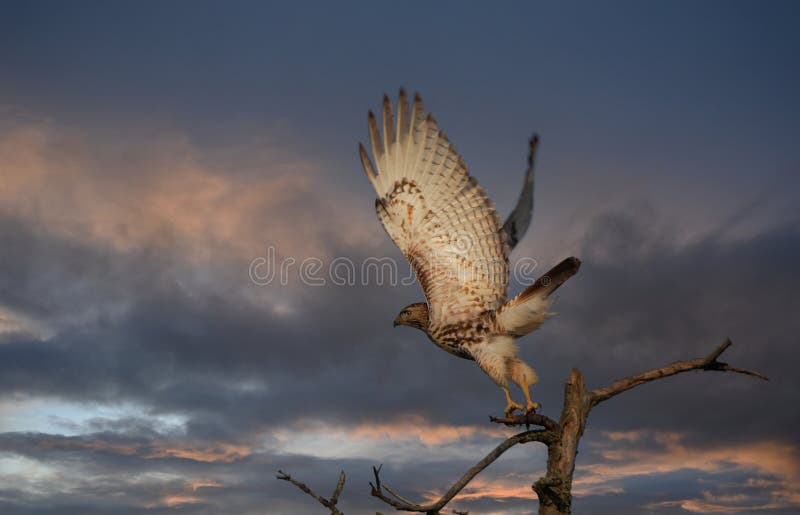 Red-tailed Hawk in Flight with Wings Spread Carrying a Mouse in Its ...