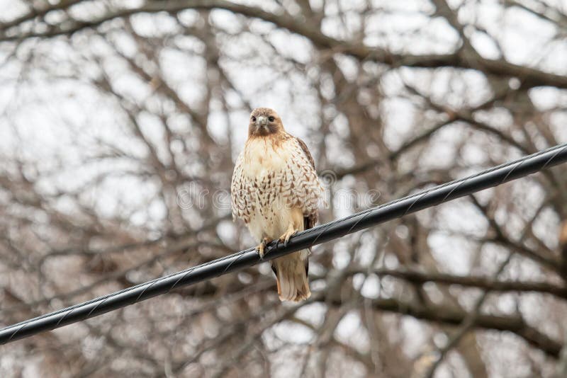 Red Tailed Hawk stock image. Image of branches, eyes - 49417233