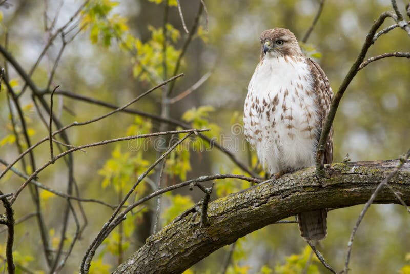 Red-tailed Hawk stock image. Image of raptor, branch - 92194571
