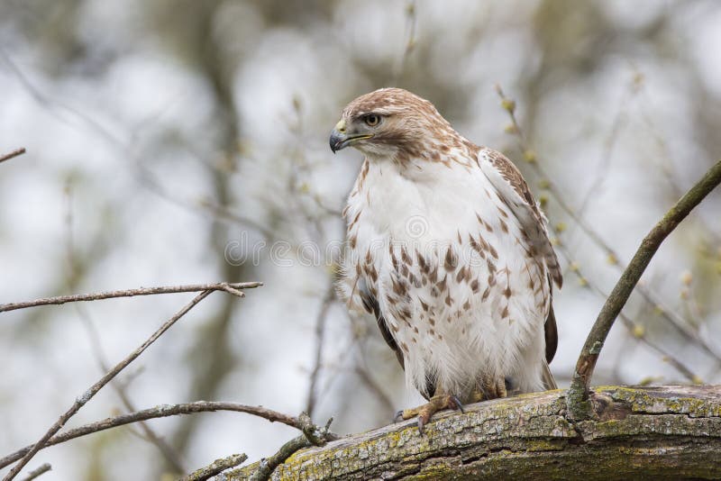 Red-tailed Hawk stock image. Image of animal, hawk, color - 92194667