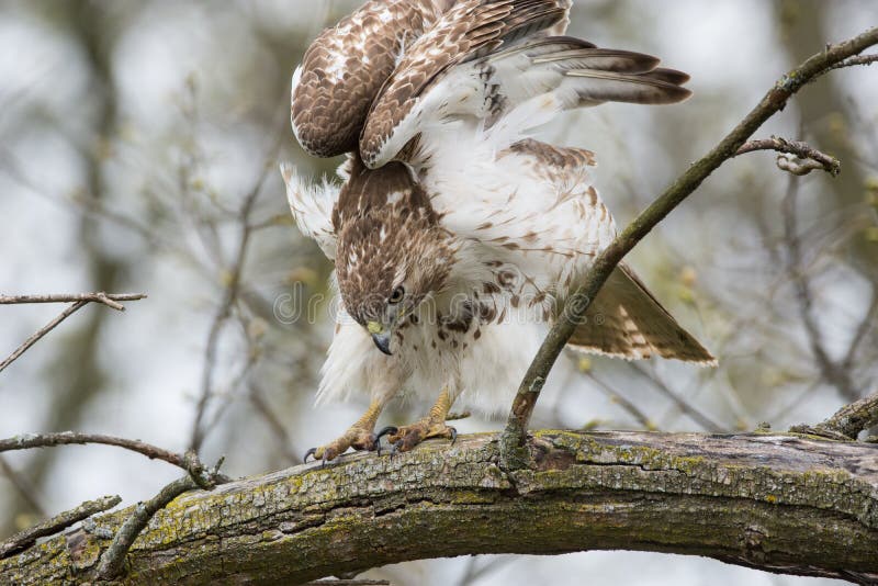 Red-tailed Hawk stock photo. Image of nature, feathers - 92195162
