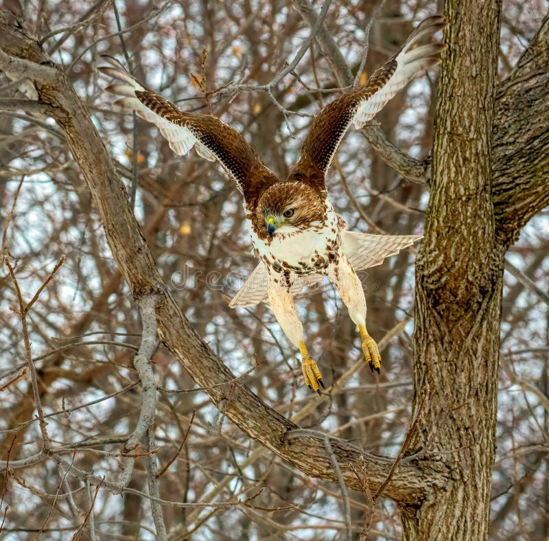 A Red Tailed Hawkin Flight Showing Off it S Feathers. Stock Photo ...