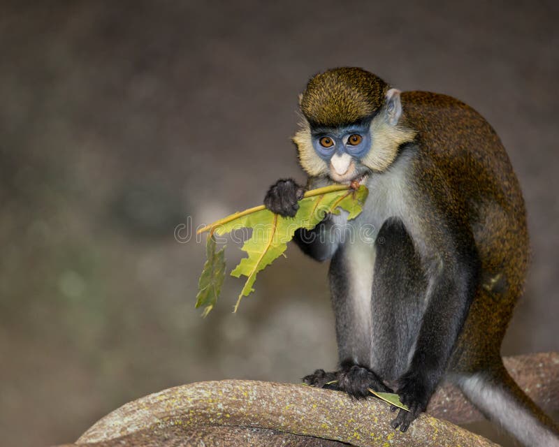 Red-tailed monkey stock photo. Image of green, eating - 35241016