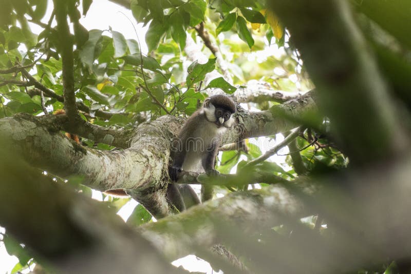 Red Tailed Monkey, Black Cheeked White Nosed Monkey, Red Tailed Guenon ...