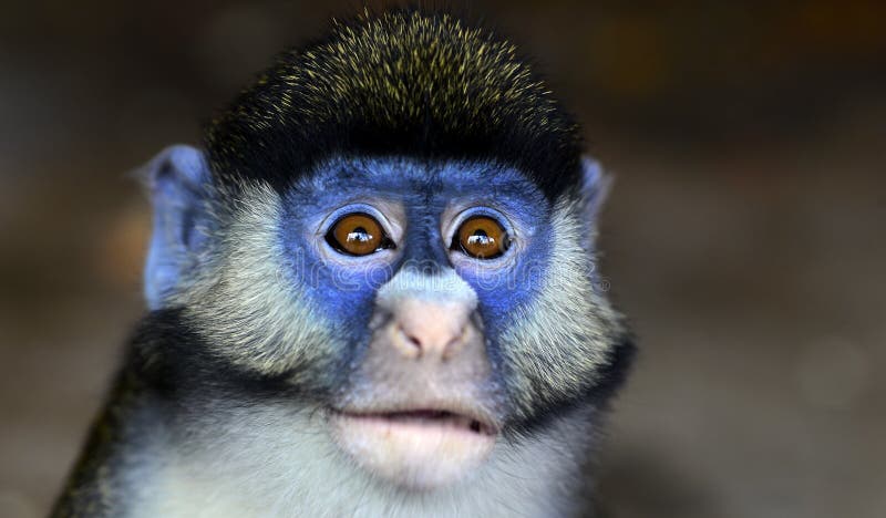 Red-tailed monkey stock image. Image of close, illustrations - 63758905