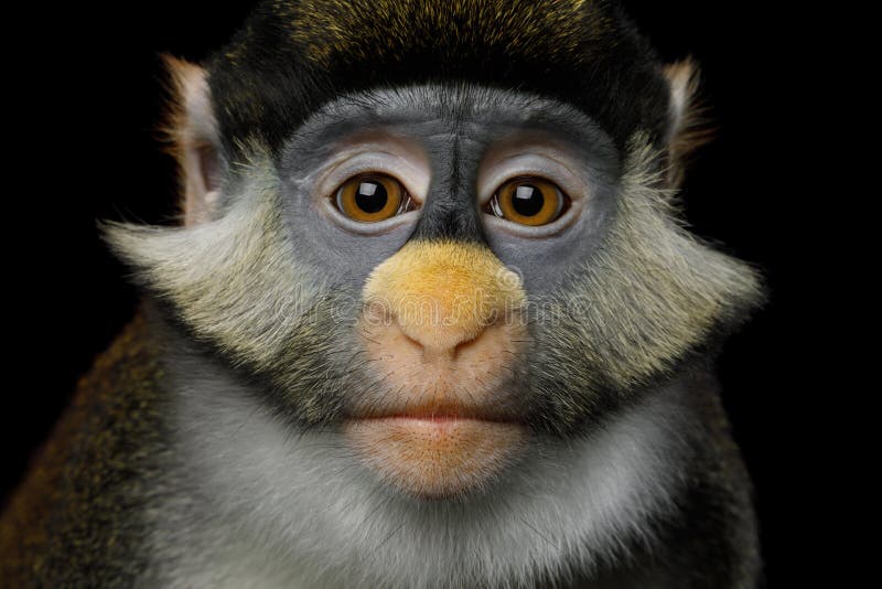 Red-tailed Monkey stock image. Image of eyes, ascanius - 97024421