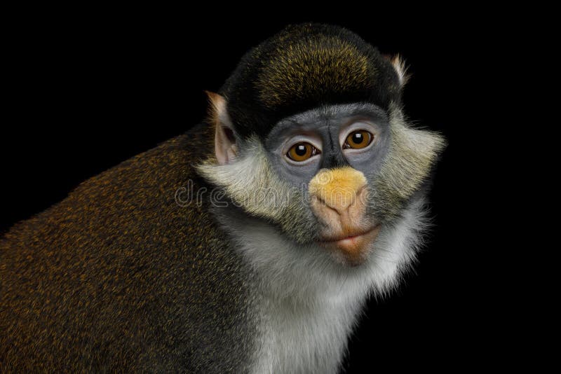 Red-tailed Monkey stock photo. Image of cute, body, lovely - 97024480