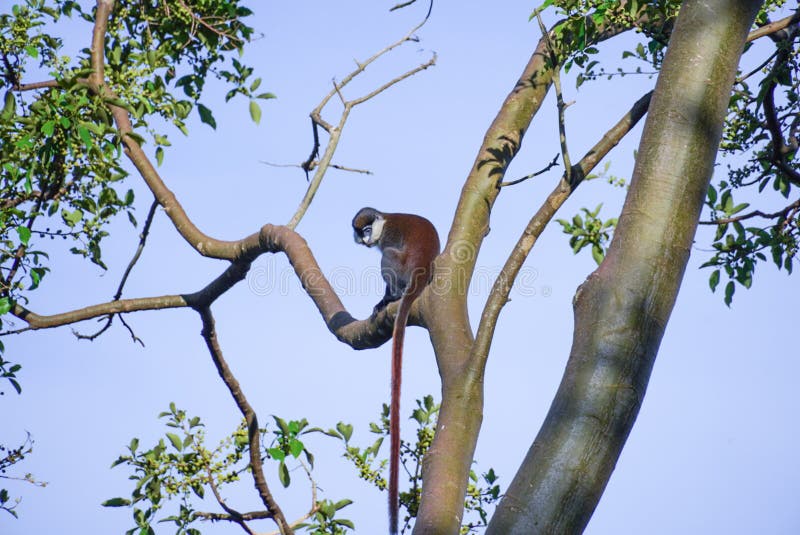 Red Tailed Monkeys in a Tree in Uganda Stock Photo - Image of uganda ...