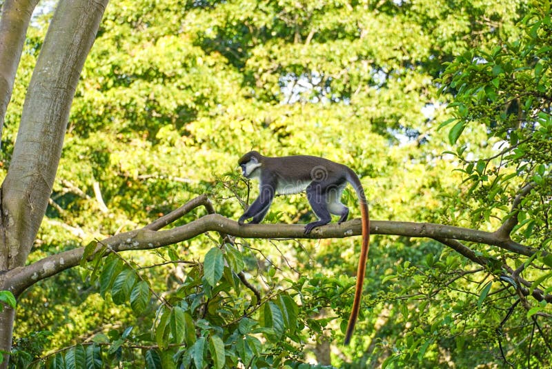 Red Tailed Monkeys in a Tree in Uganda Stock Image - Image of limb ...