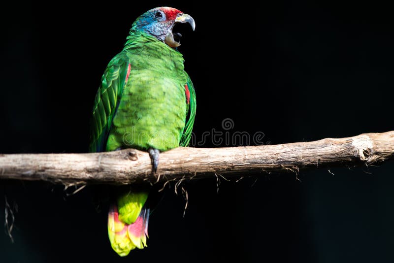 Red-tailed Parrot in the Nature Stock Image - Image of rare, portrait ...