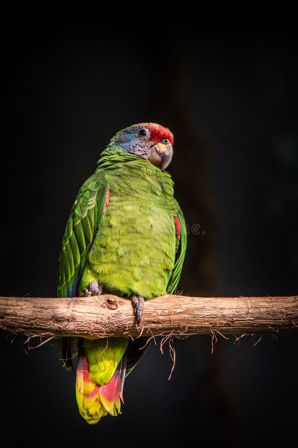 Red-tailed Parrot in the Nature Stock Photo - Image of habitat ...