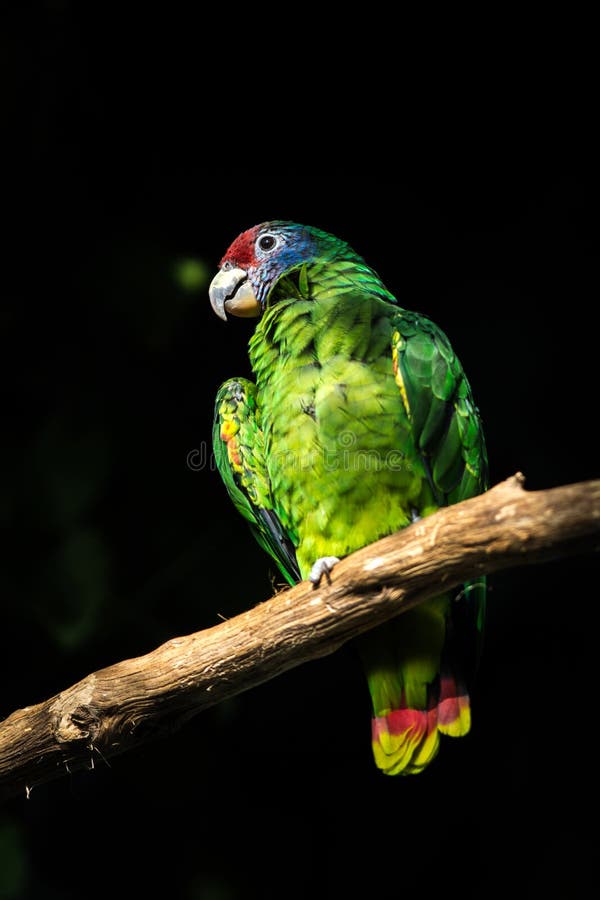 Parrot in nature stock image. Image of head, feather - 124660405