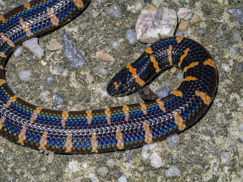 Red-tailed pipe snake stock image. Image of poison, closeup - 285038937