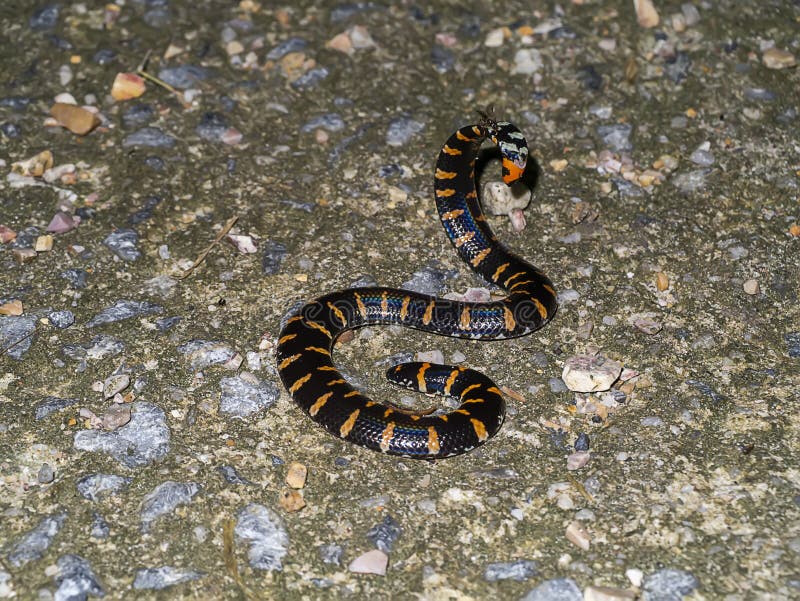 Red-tailed pipe snake stock photo. Image of head, nature - 285038938