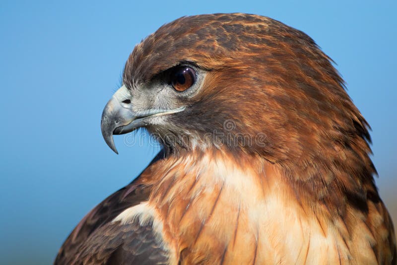 Red Tailed stock photo. Image of blue, hawk, predator - 83301202