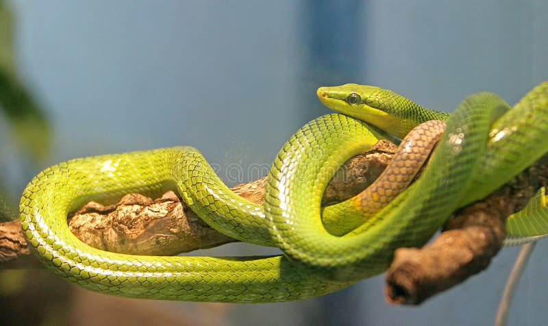 Red-tailed Racer Snake 1 stock photo. Image of creep, nice - 1899754
