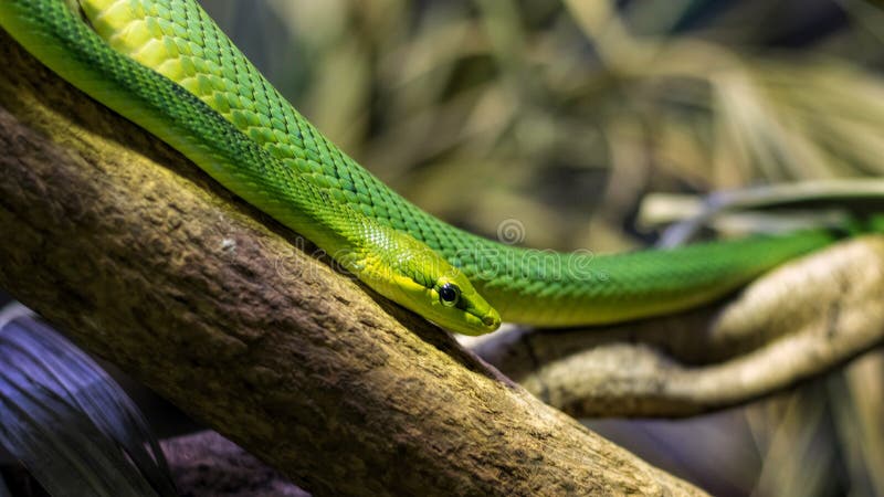 Red-tailed Rat Snake. Gonyosoma Oxycephalum Stock Image - Image of ...