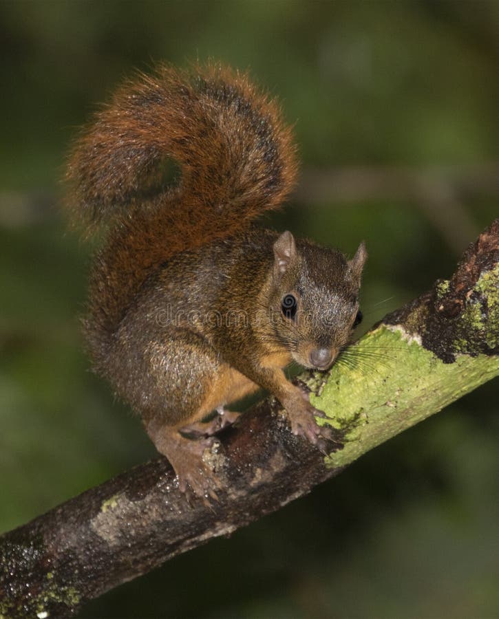 The Red-tailed Squirrel Sciurus Granatensis Stock Image - Image of ...