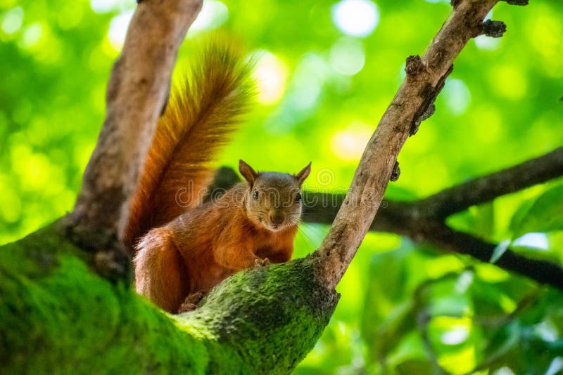 Squirrel on a Tree Branch, Squirrel with Fluffy Red Tail. Stock Photo ...