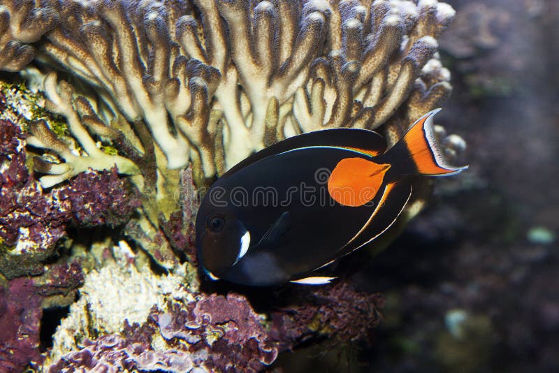Red-tailed Surgeonfish or Achilles Tang, Acanthurus Achilles Stock ...