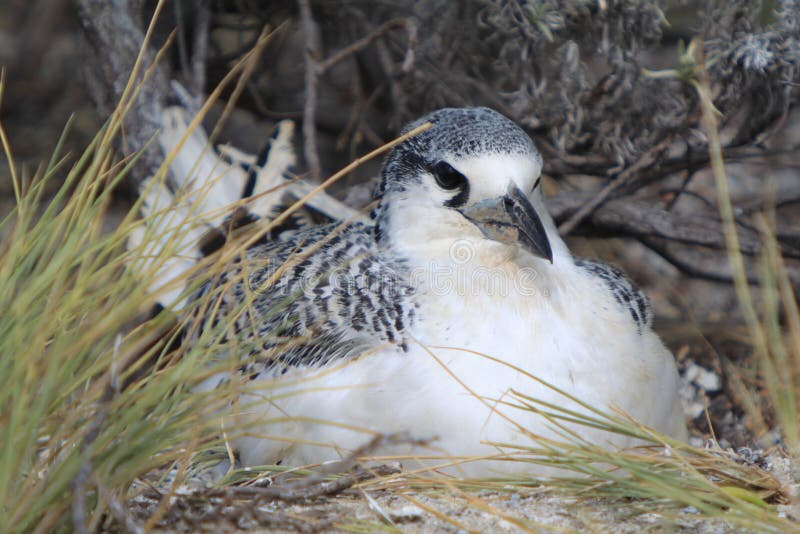 Red-tailed Tropicbird Chick, Red-tailed Tropicbird Chick in the nest ...