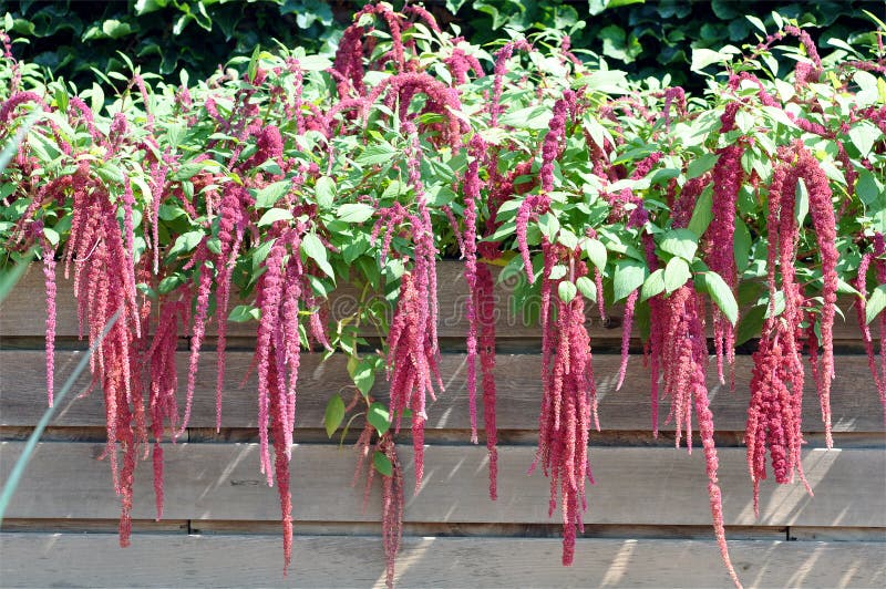 Red tails flowers stock photo. Image of coat, bloom, fence - 35026878