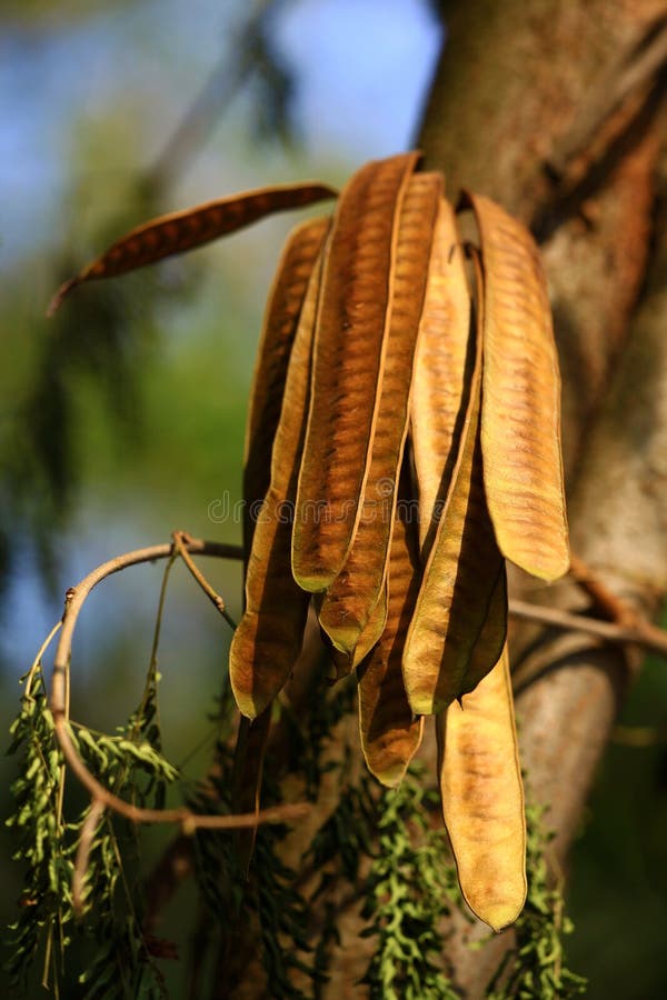 Red Tamarind Pods Picture. Image: 19843810