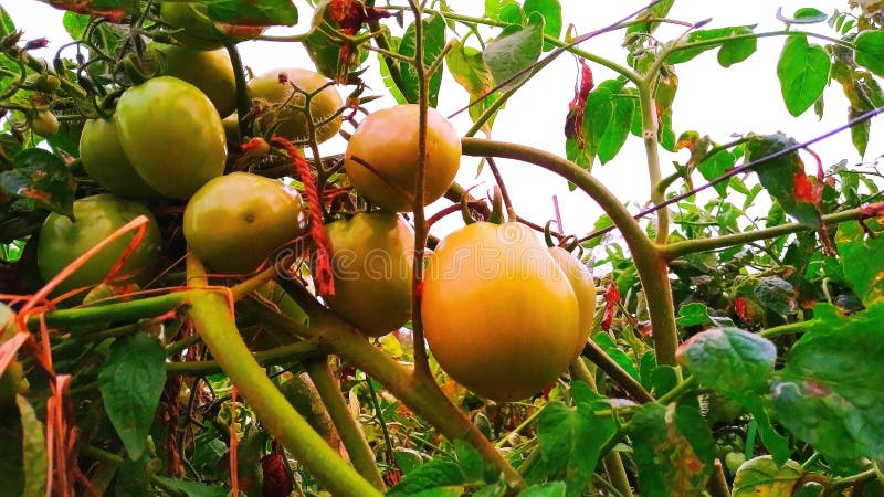 Red tamato vegetable stock image. Image of tree, deciduous - 179589307