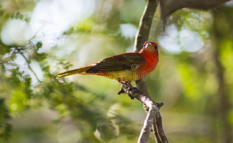 Red Tanager stock image. Image of forest, conservation - 77784109