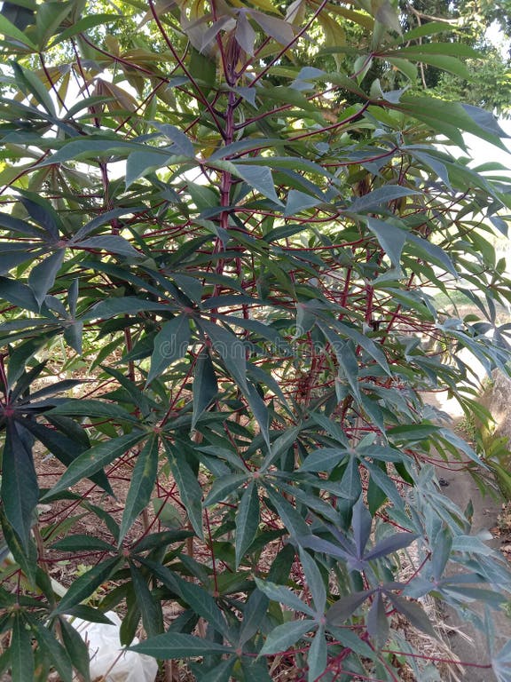 The red tapioca tree stock photo. Image of tapioca, plant - 233116344