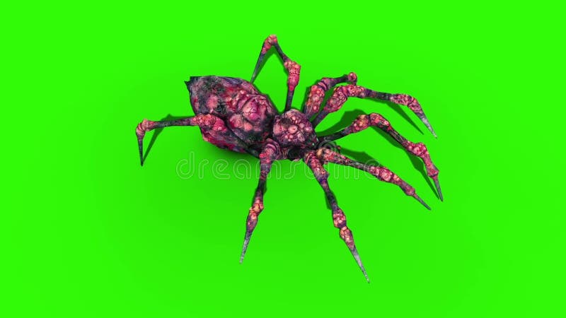 Red Tarantula Spider Walkcycle Green Screen Loop Top 3D Rendering ... Red Tarantula Spider Walkcycle Green Screen Loop Top 3D Rendering ...
