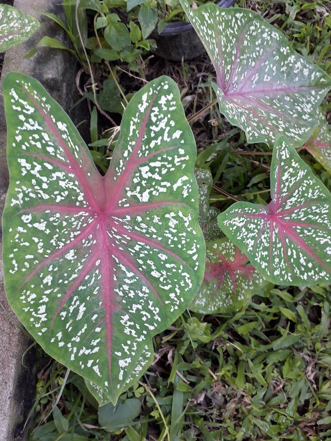 Red Taro Leaves Grow in Front of the House Stock Image - Image of front ...