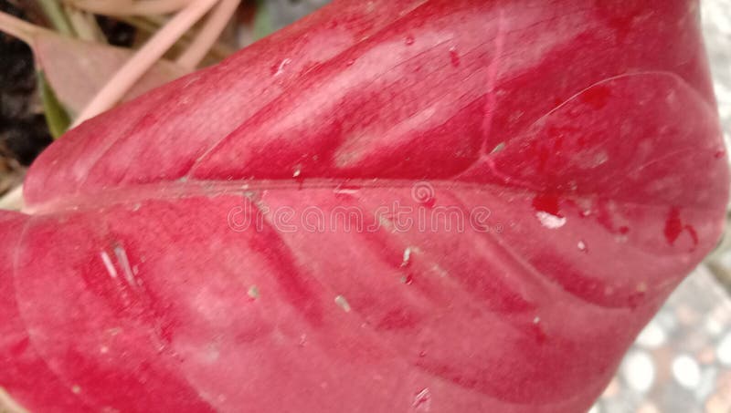 Red Taro Leaves are Very Unique and Beautiful Stock Photo - Image of ...