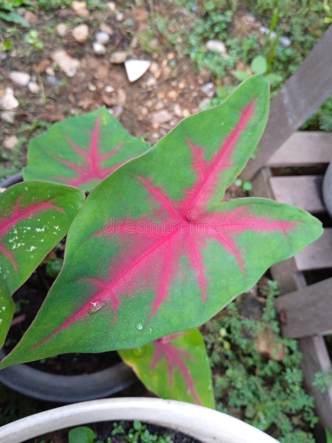 Red taro plants in the pot stock image. Image of flower - 229824017