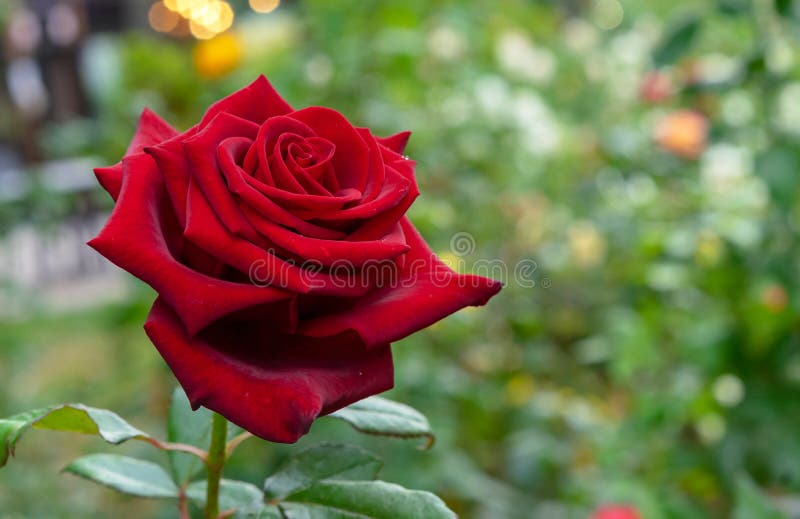 Red Tea Rose (Rosa Hybrida) in Bloom and Close Up. Stock Photo - Image ...