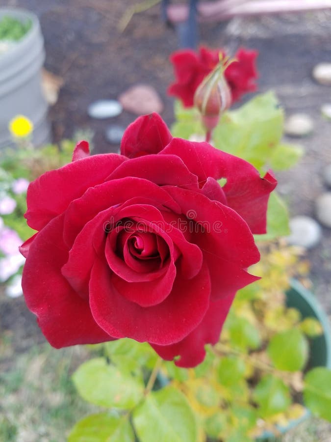 Red Teacup Rose in My Garden Stock Photo - Image of garden, flower ...