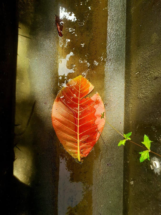 Red Teak Leaves, West Java, Indonesia 2023 Stock Photo - Image of green ...