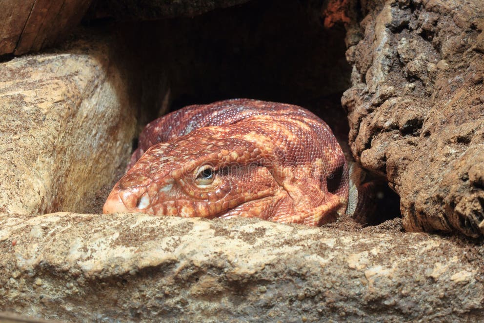 Red tegu stock photo. Image of rufescens, wild, nature - 22652078