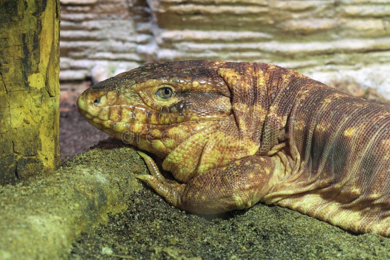 Red Tegu stock image. Image of wildlife, white, animal - 33757229