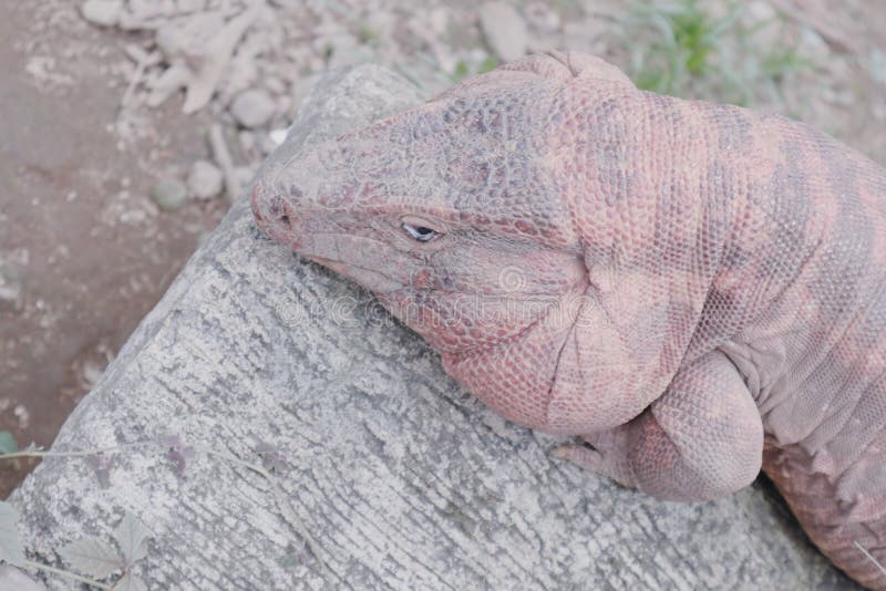 Red Tegu Big Lizard Exotic Wildlife Stock Photo - Image of tegu, lizard ...