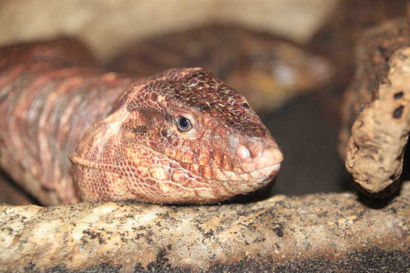 Red tegu stock photo. Image of nature, animal, lizard - 66092248