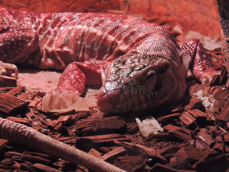 Red Tegu stock image. Image of tegu, danger, isolated - 7260603