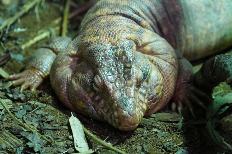 Red tegu looking out stock photo. Image of reptile, face - 294055830